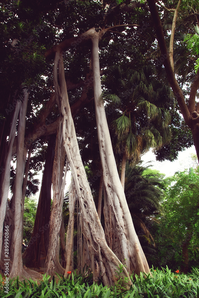 Ficus macrophylla f. columnaris, La estrategia del gigante, giant trees ...