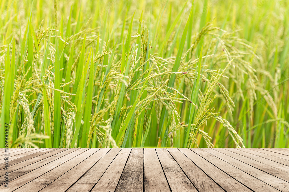 Empty of wooden table or wood floor with blurred rice field background ...