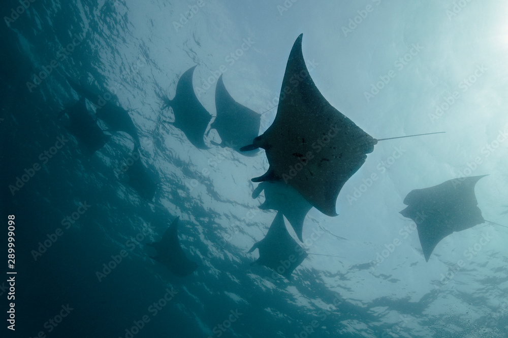 Manta rays, passing in surface . Devil rays in the Sulwaesi Sea near ...