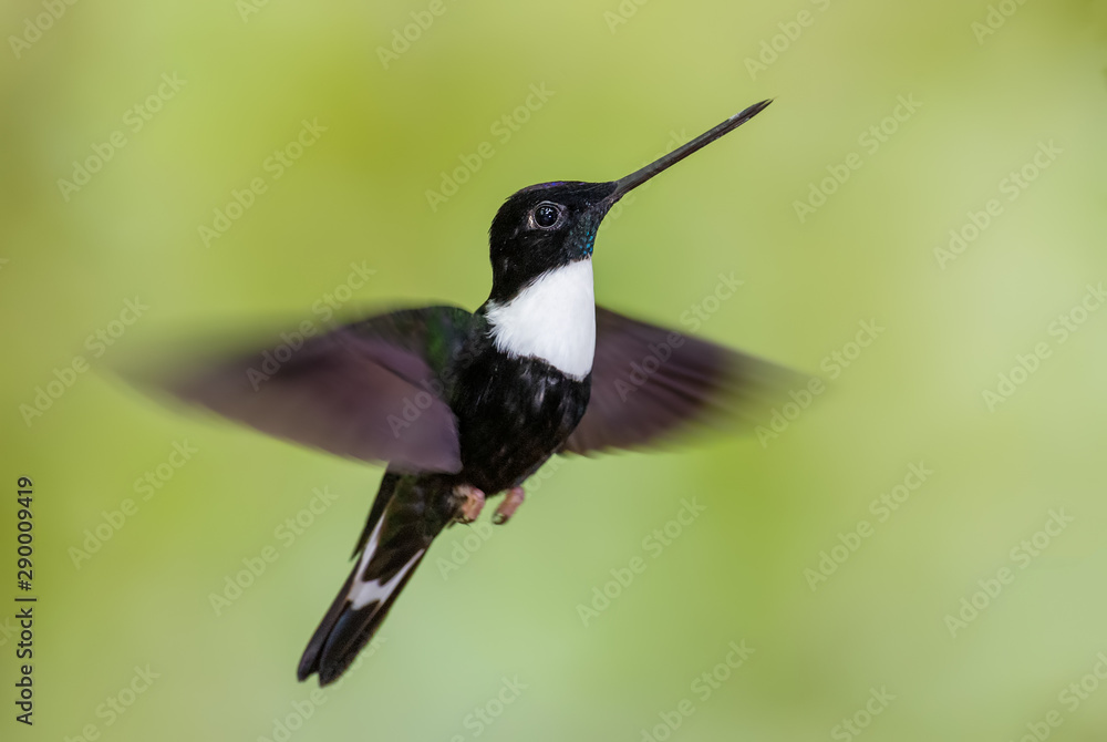 Black Inca Hummingbird