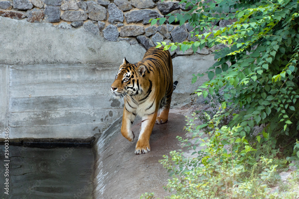 Siberian tiger, also known as the Amur tiger. Stock Photo | Adobe Stock