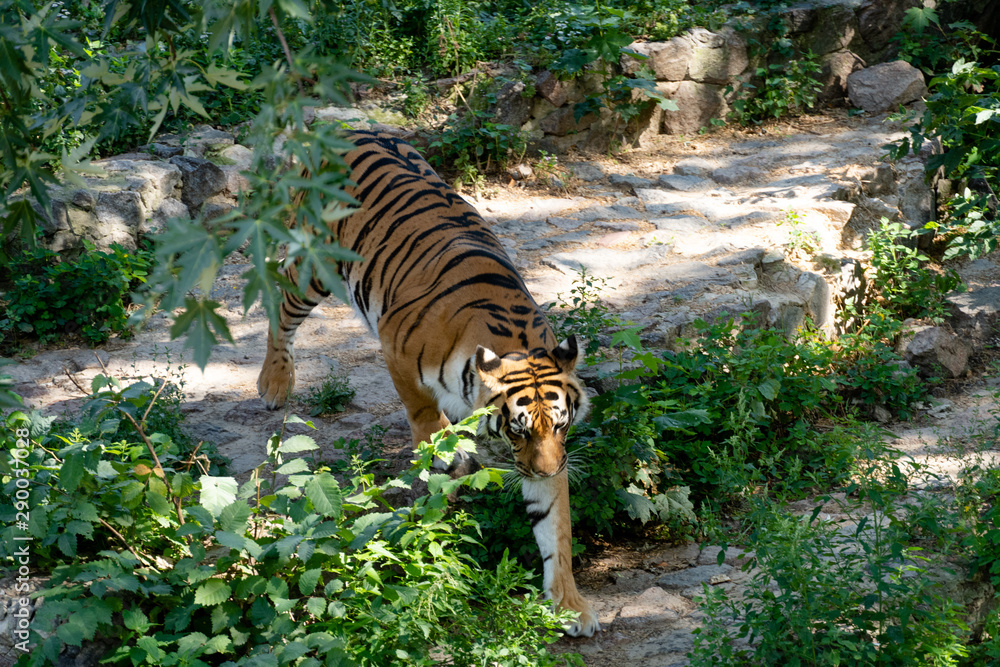 Siberian tiger, also known as the Amur tiger. Stock Photo | Adobe Stock