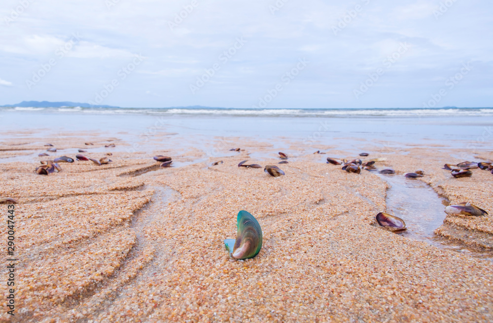 Dead green mussel shell on the beach unclean sand stone with blurred ...