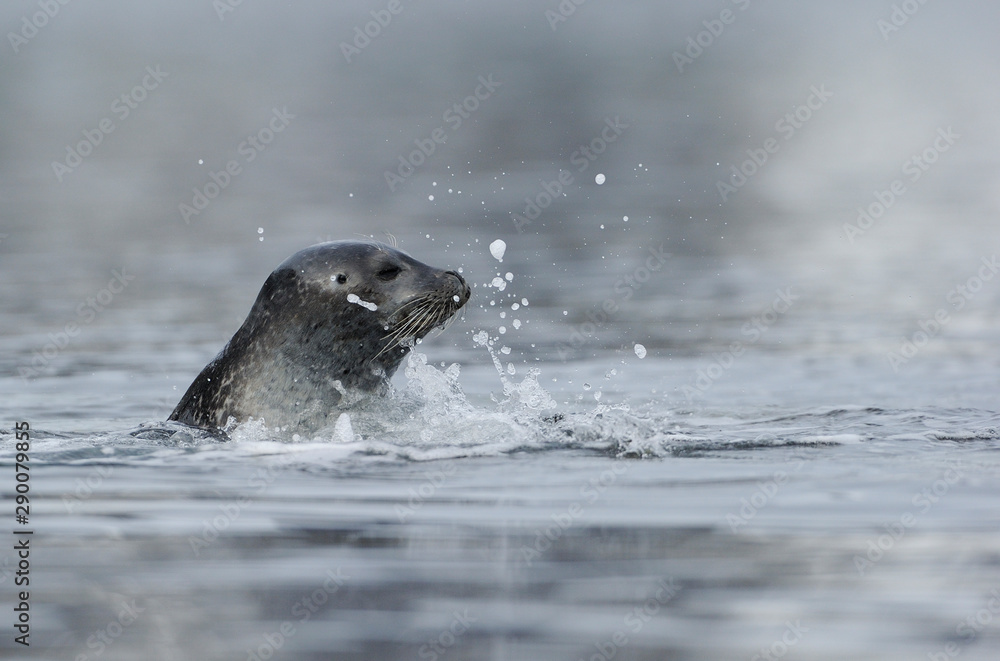 Harbour seal splash in water Stock Photo | Adobe Stock