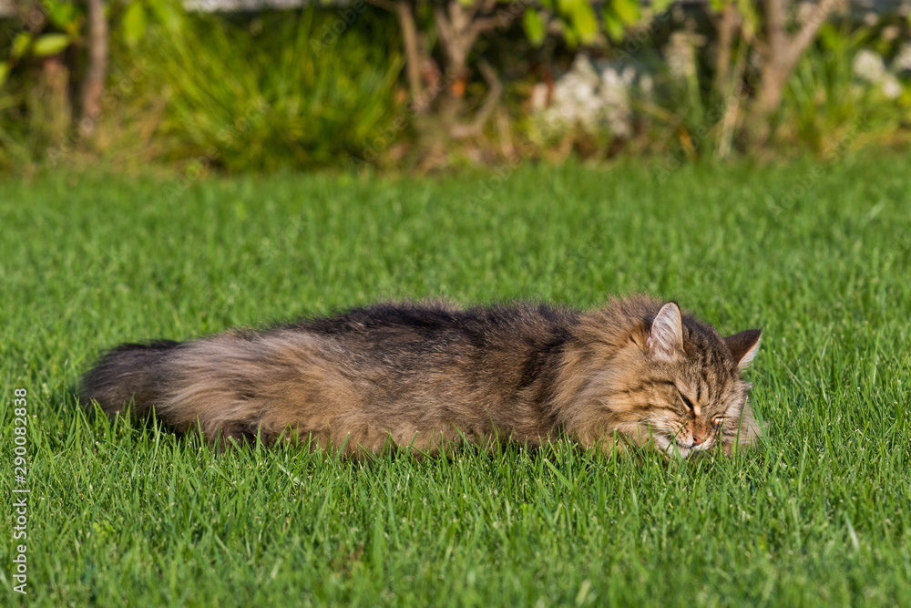 Gorgeous cat of siberian breed playing outdoor. Hypoallergenic pet of ...