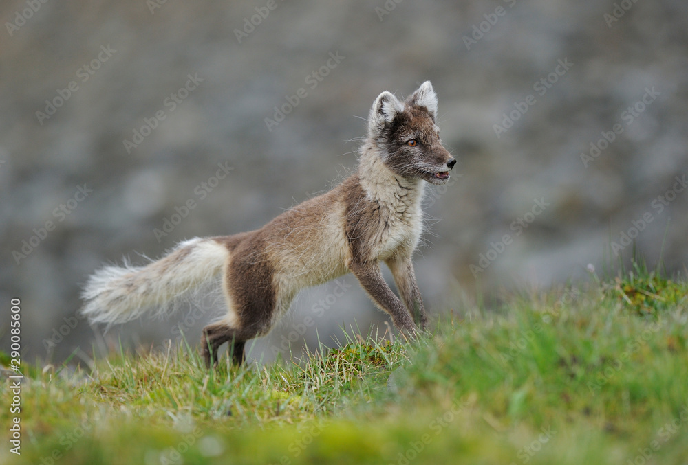 Arctic fox in summer landscape Stock Photo | Adobe Stock