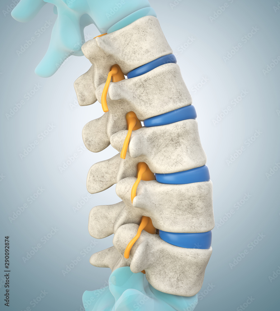 Human lumbar spine model demonstrating normal discs Stock Illustration ...
