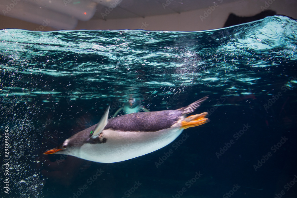 Emperor penguin swimming in the aquarium transparent water Stock Photo ...