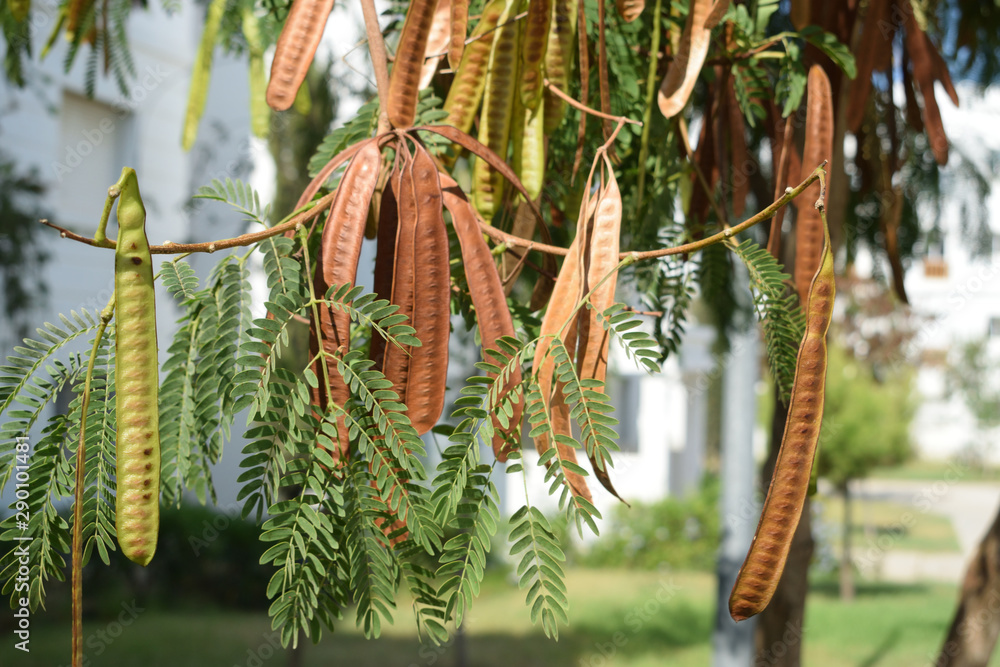 photo of Horse or wild tamarind, Jumbie bean, Lead tree, Leucaena ...