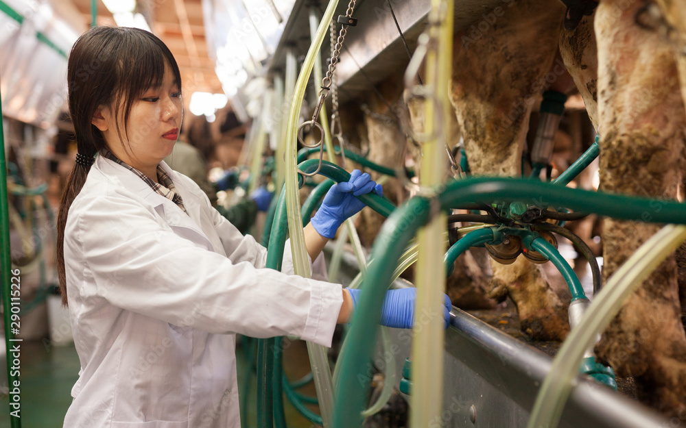 Farm milkmaid in bathrobe in barn with automatical cow milking machines ...