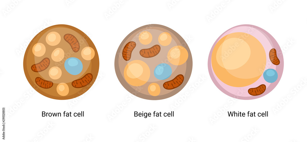 Vector set of brown, beige and white fat cells. Illustration of adipose ...