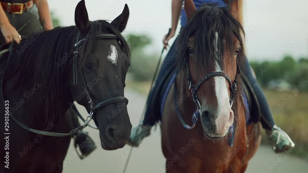 Close-up portrait of horses. two harnessed mares stand while their ...