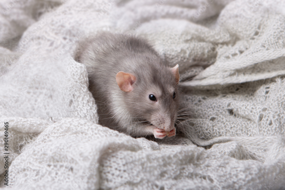 Grey Pet Dumbo Rats