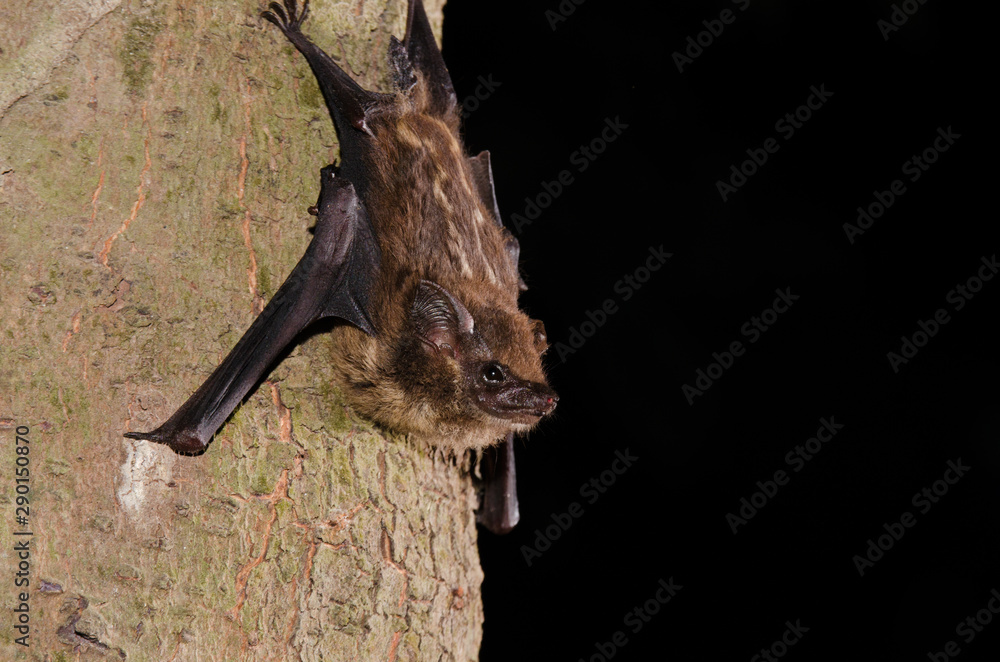 The lesser sac-winged bat or lesser white-lined bat (Saccopteryx ...