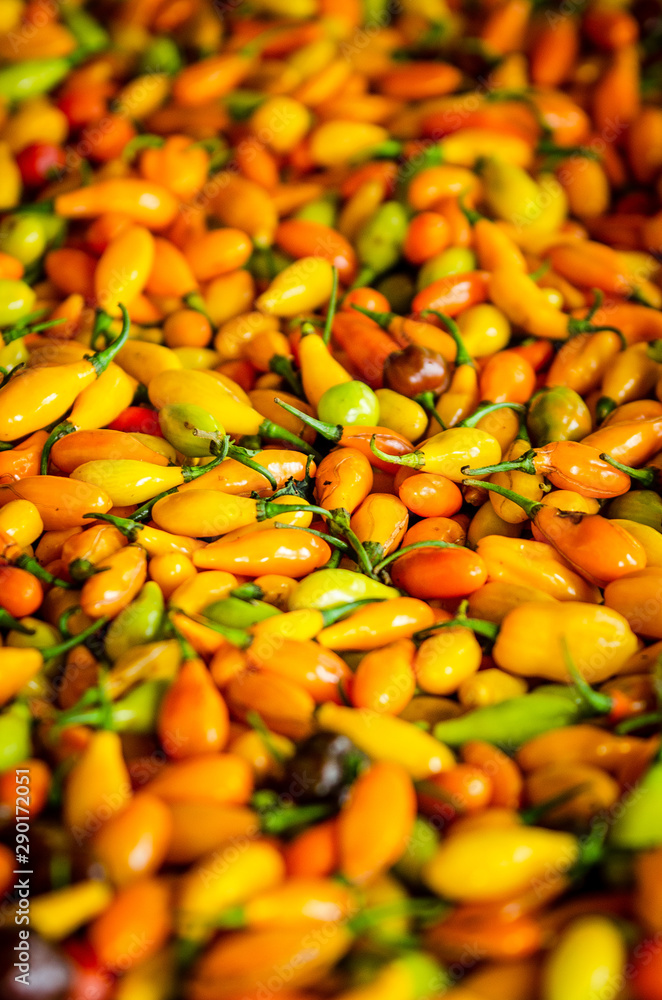 Aji, producto tipico en Puerto Inirida Guainia_ Colombia_ Picante Stock ...