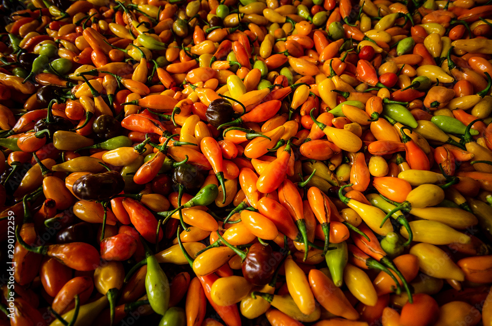 Aji, producto tipico en Puerto Inirida Guainia_ Colombia_ Picante Stock ...