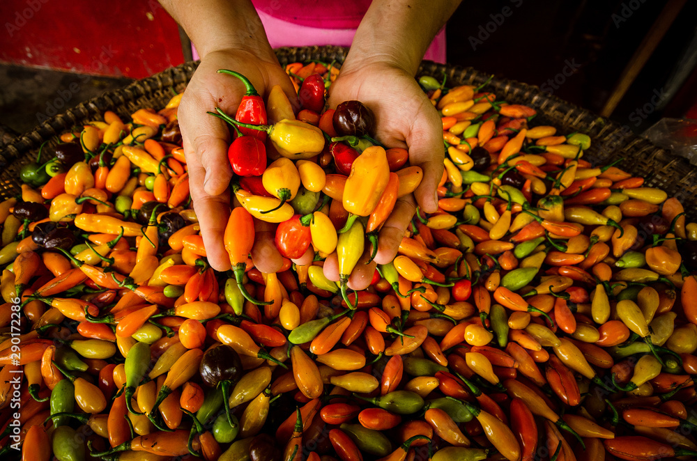 Aji, producto tipico en puerto inirida Guainia-COlombia. Picante foto ...