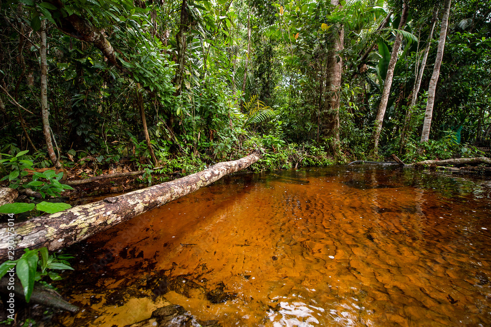 Caños y humedales en las tierras de Puerto Inirida _ Guainia _ Colombia ...