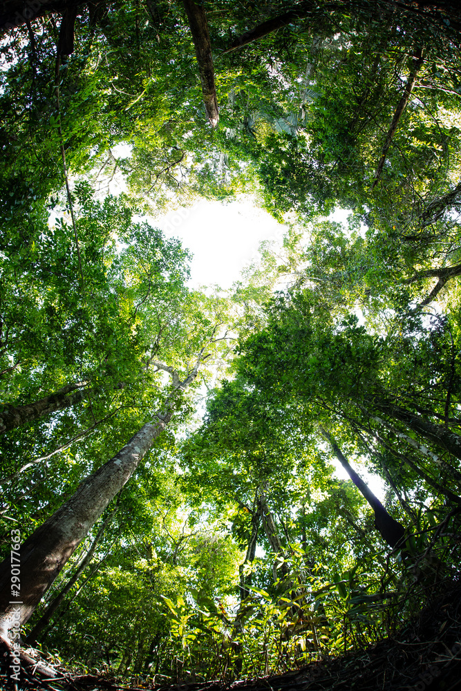Poster Bosques y humedales cerca a Puerto inirida Guainia _ Colombia ...