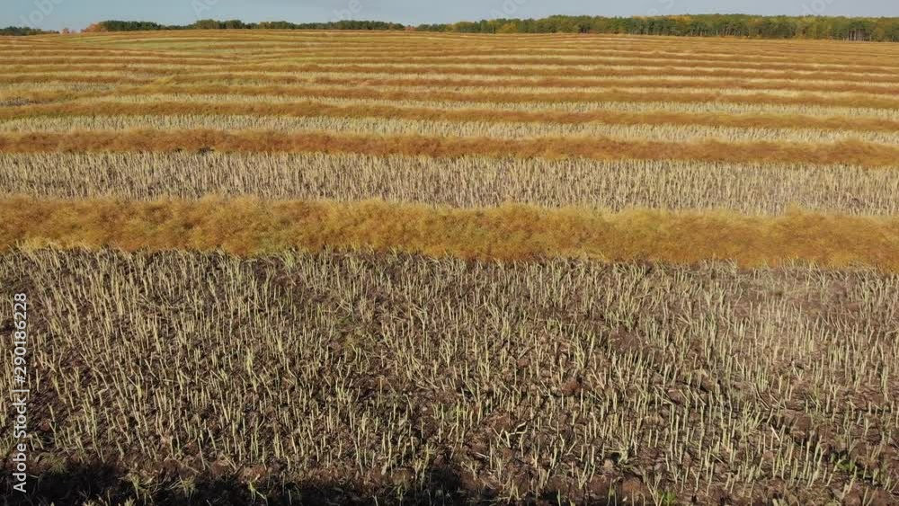 Drone video over a mature fall canola field that has been swathed into ...