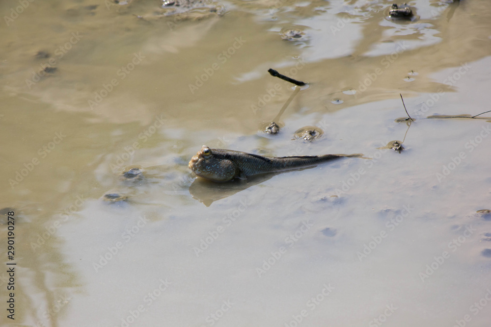 Mudskipper or Amphibious fish in the mud, Malaysia, Asia Stock Photo ...