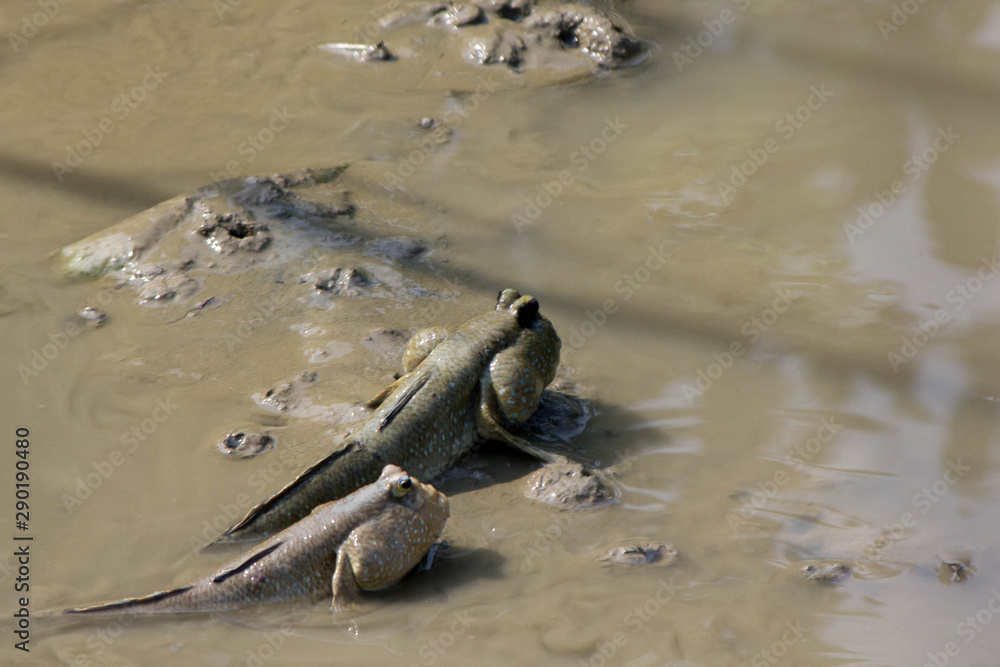Mudskipper or Amphibious fish in the mud, Malaysia, Asia Stock Photo ...