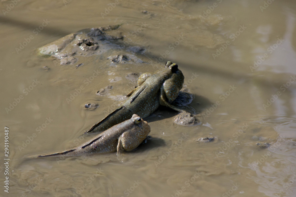 Mudskipper or Amphibious fish in the mud, Malaysia, Asia Stock Photo ...