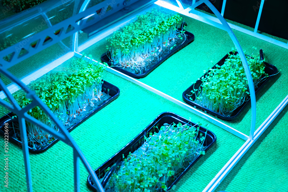 Laboratory for growing plants in artificial conditions. Hydroponics ...
