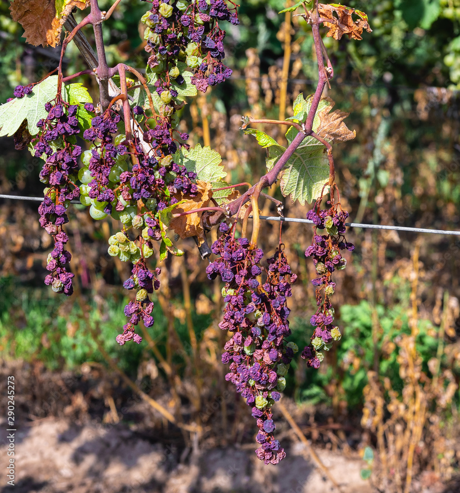 sunburn and heat damage to grapes on the vine Stock Photo | Adobe Stock