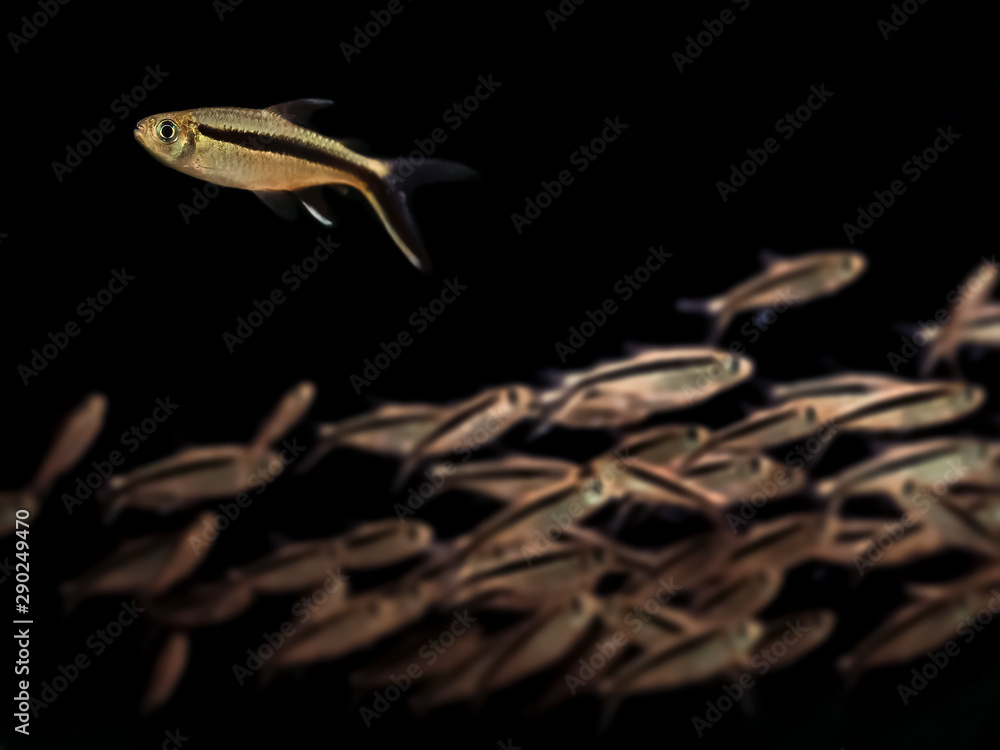 Moving Pictures Of Fish Swimming