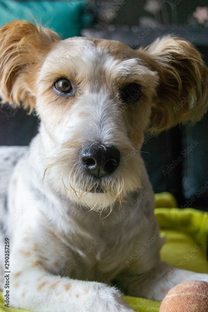 Are Sporting Lucas Terrier Noisy