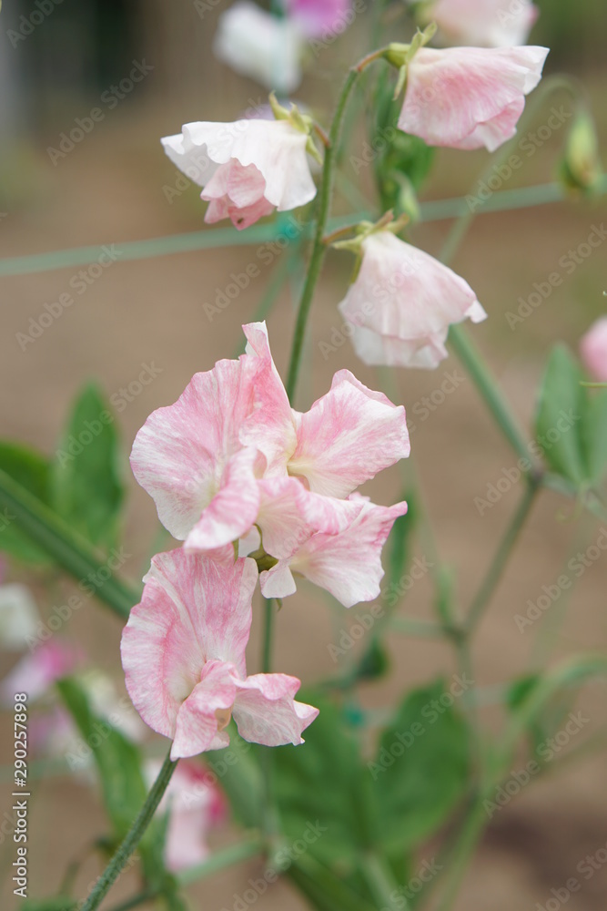 Pink Mayflower Flower