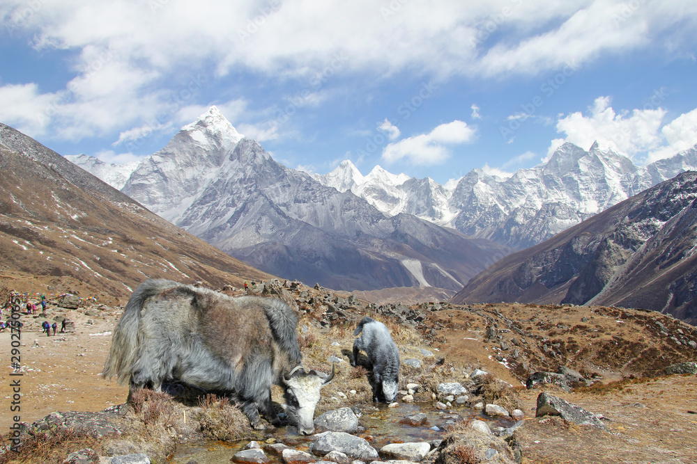 Domestic yak and her calf at a watering place in the Himalayan region ...