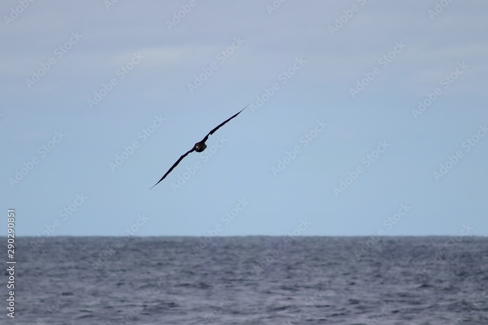 Albatross flying above the horizon on sea background. Blue ocean water ...