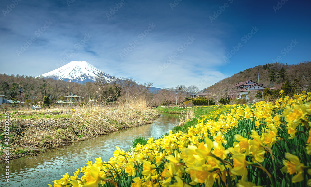 The beauty of Mount Fuji and the fields of yellow flowers bloom in ...