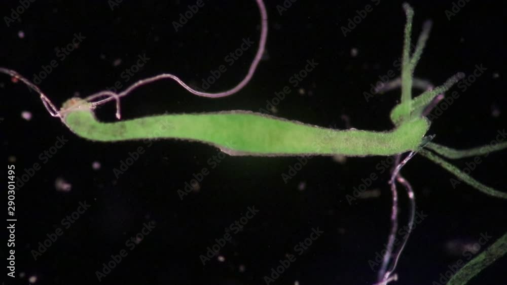 Video Stock Hydra is a genus of small, fresh-water animals of the ...