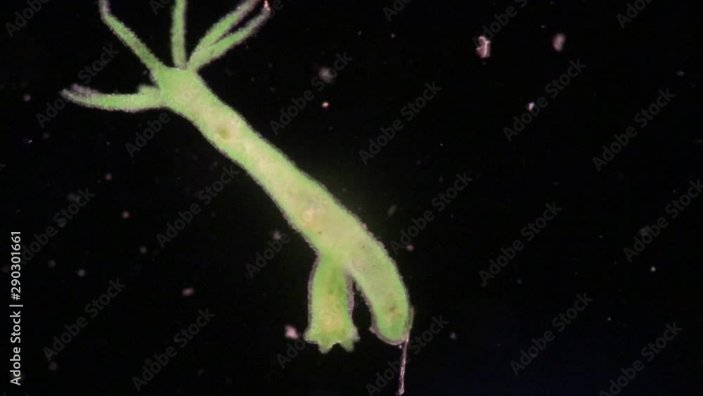 Hydra is a genus of small, fresh-water animals of the phylum Cnidaria ...