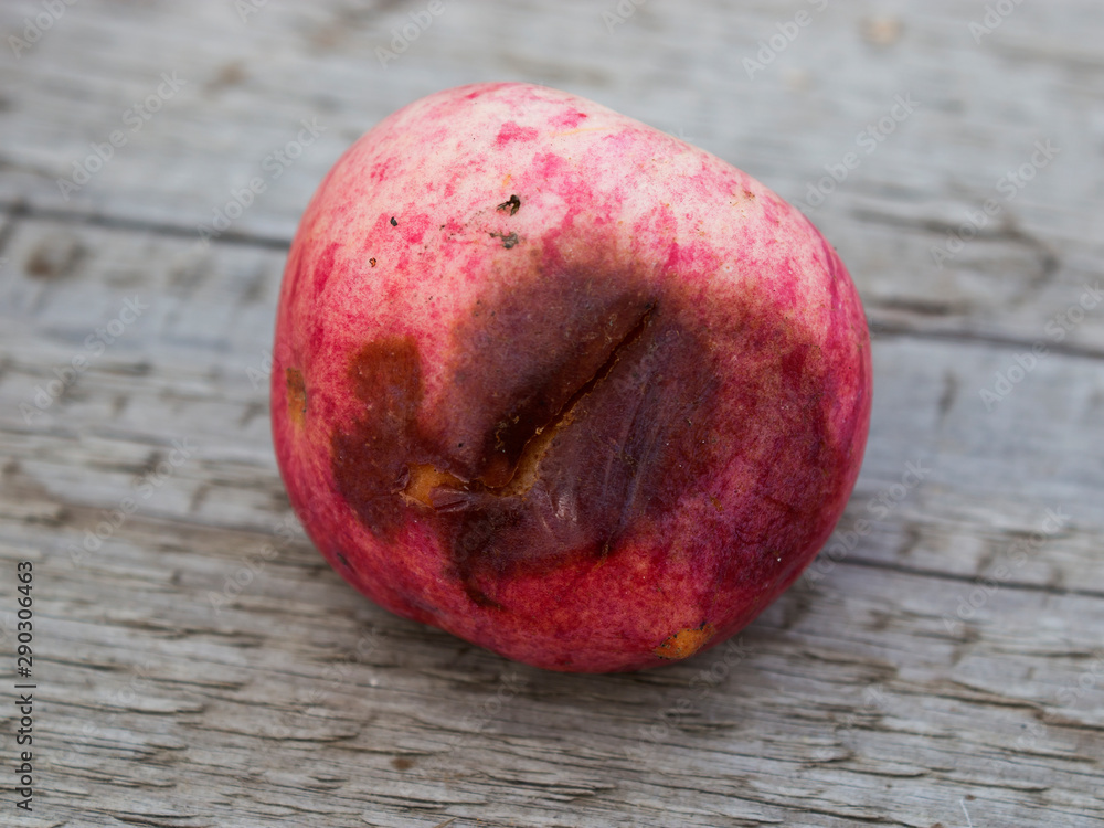 Crop of apples ruined by diseases of fruit trees. Apple is affected by ...