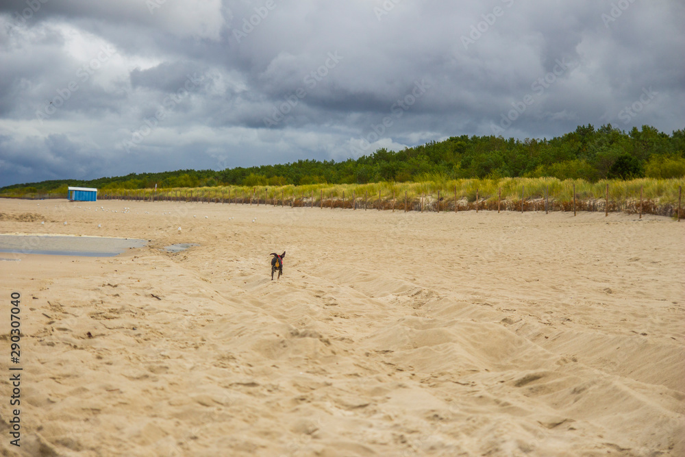 Piesek pinczer miniaturowy ratlerek bawi się na plaży nad morzem Stock ...