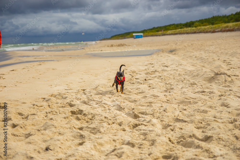 Piesek pinczer miniaturowy ratlerek bawi się na plaży nad morzem Stock ...