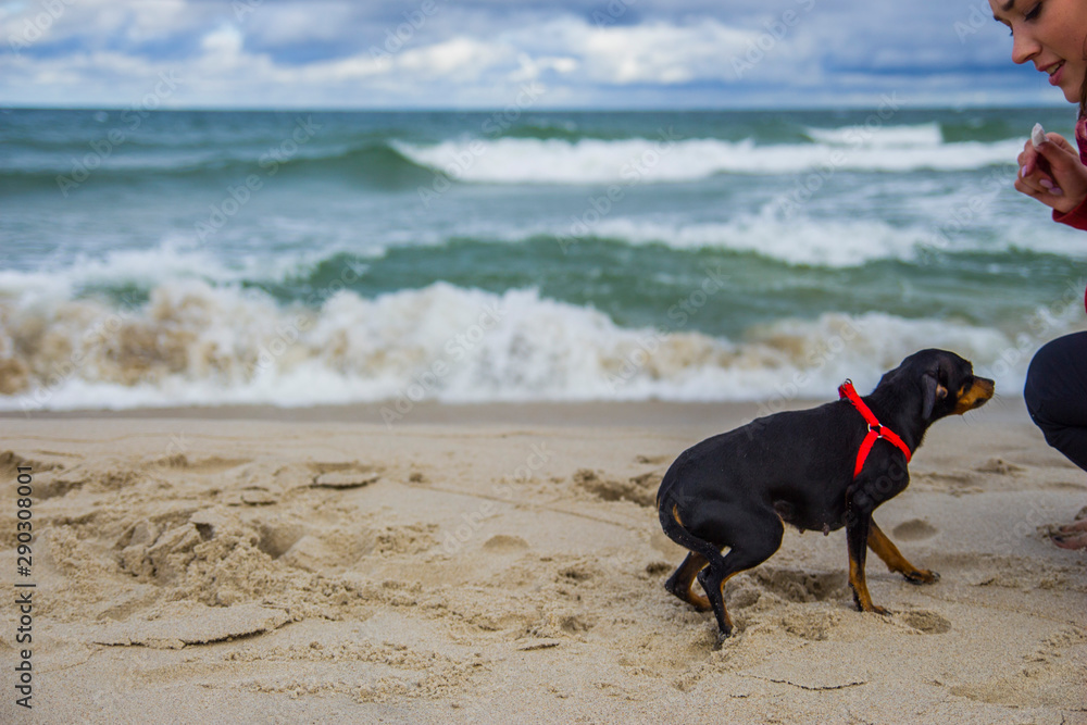 Piesek pinczer miniaturowy ratlerek na plaży nad morzem Stock Photo ...