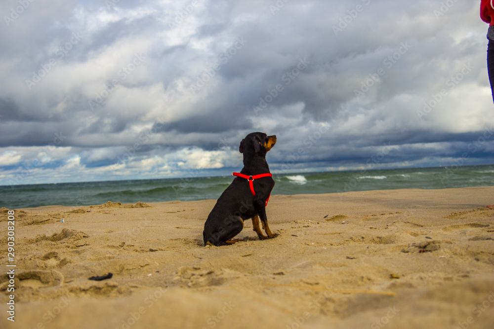 Piesek pinczer miniaturowy ratlerek na plaży nad morzem foto de Stock ...