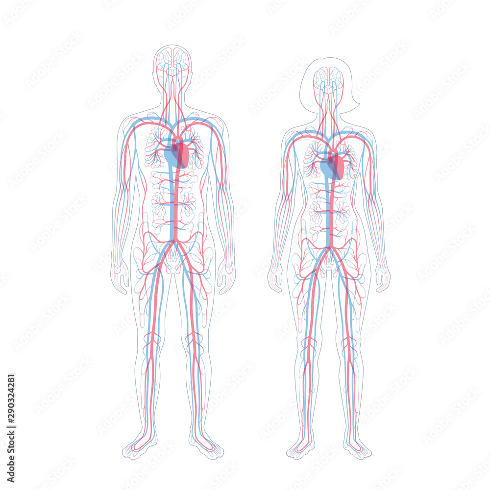 circulatory system anatomy Stock Vector | Adobe Stock