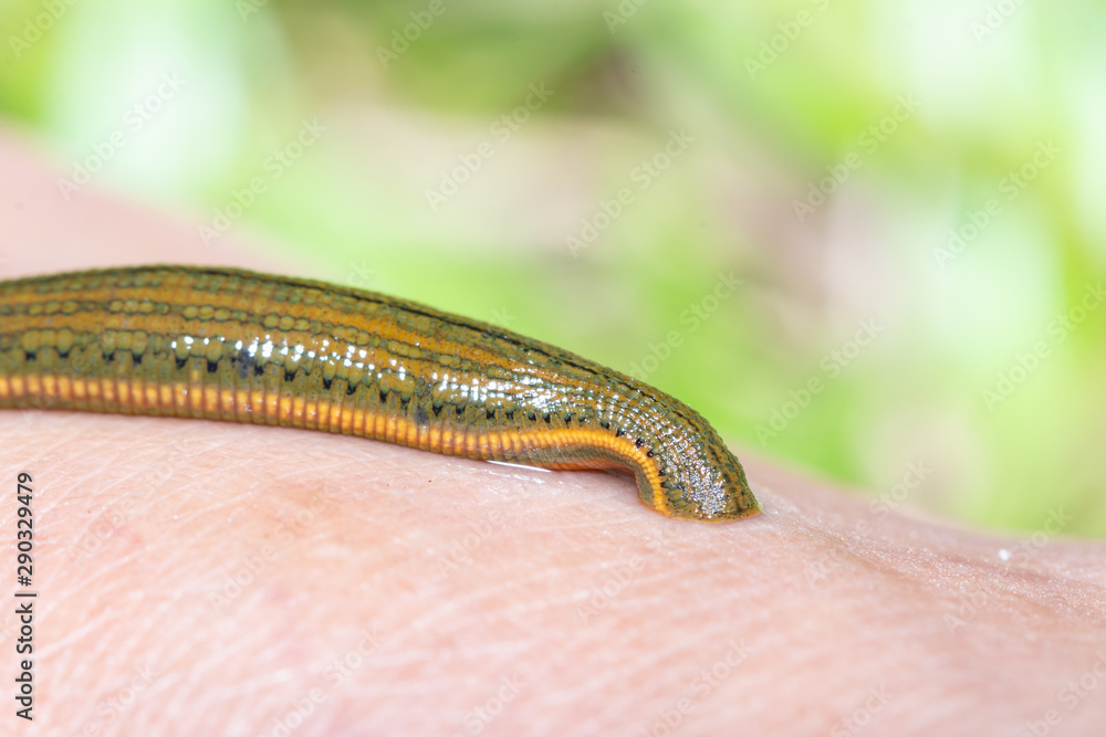 Leeches In Medicine
