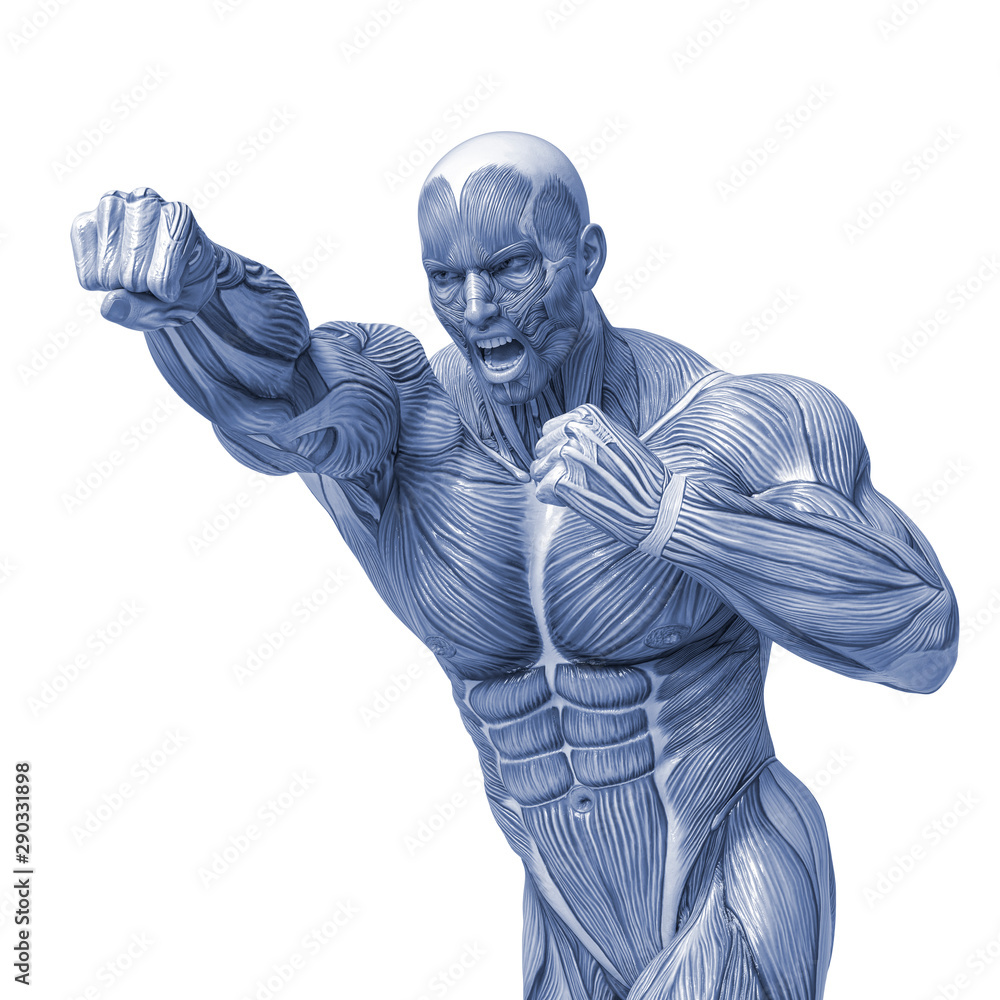 muscle man anatomy in an white background Stock Illustration | Adobe Stock