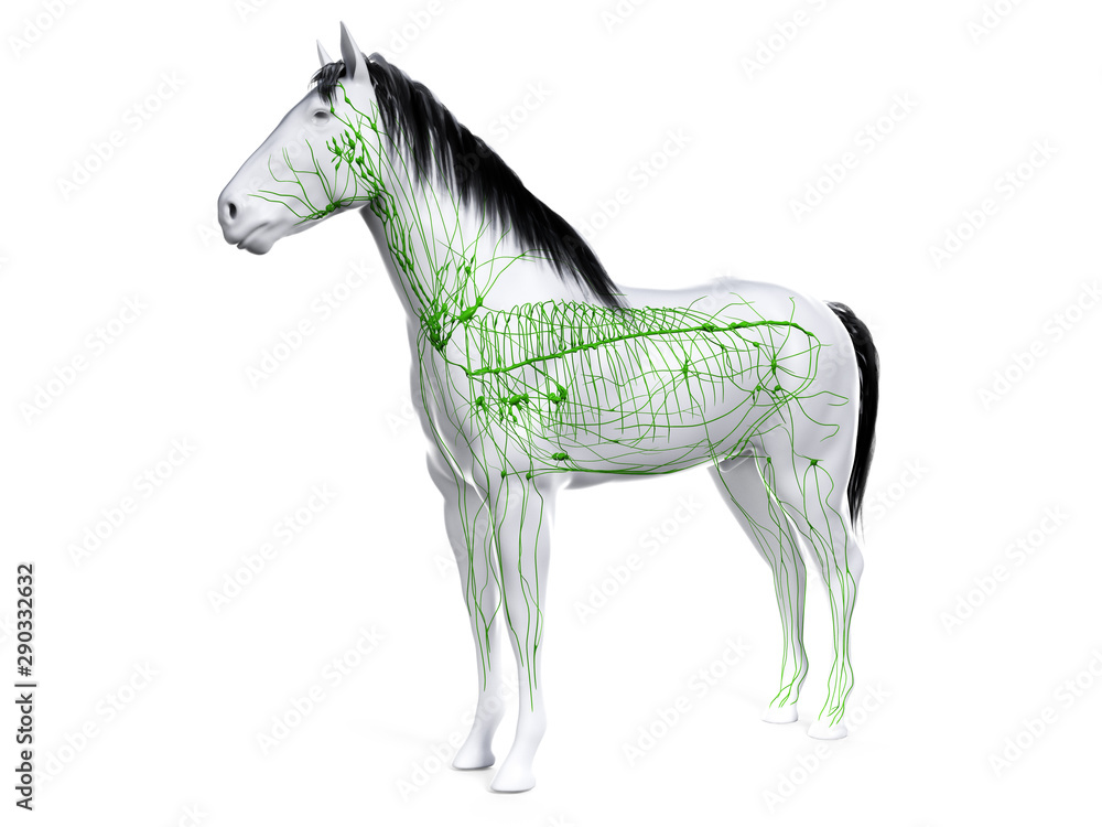 3d rendered anatomy of the equine anatomy - the lymphatic system Stock ...