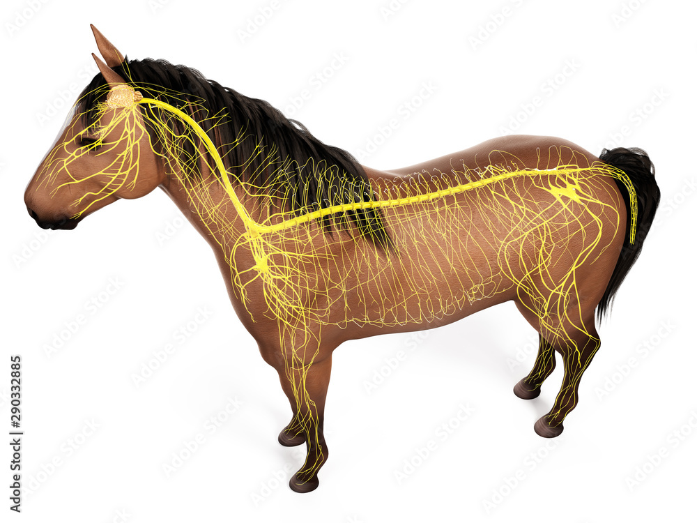 3d rendered anatomy of the equine anatomy - the nervous system Stock ...
