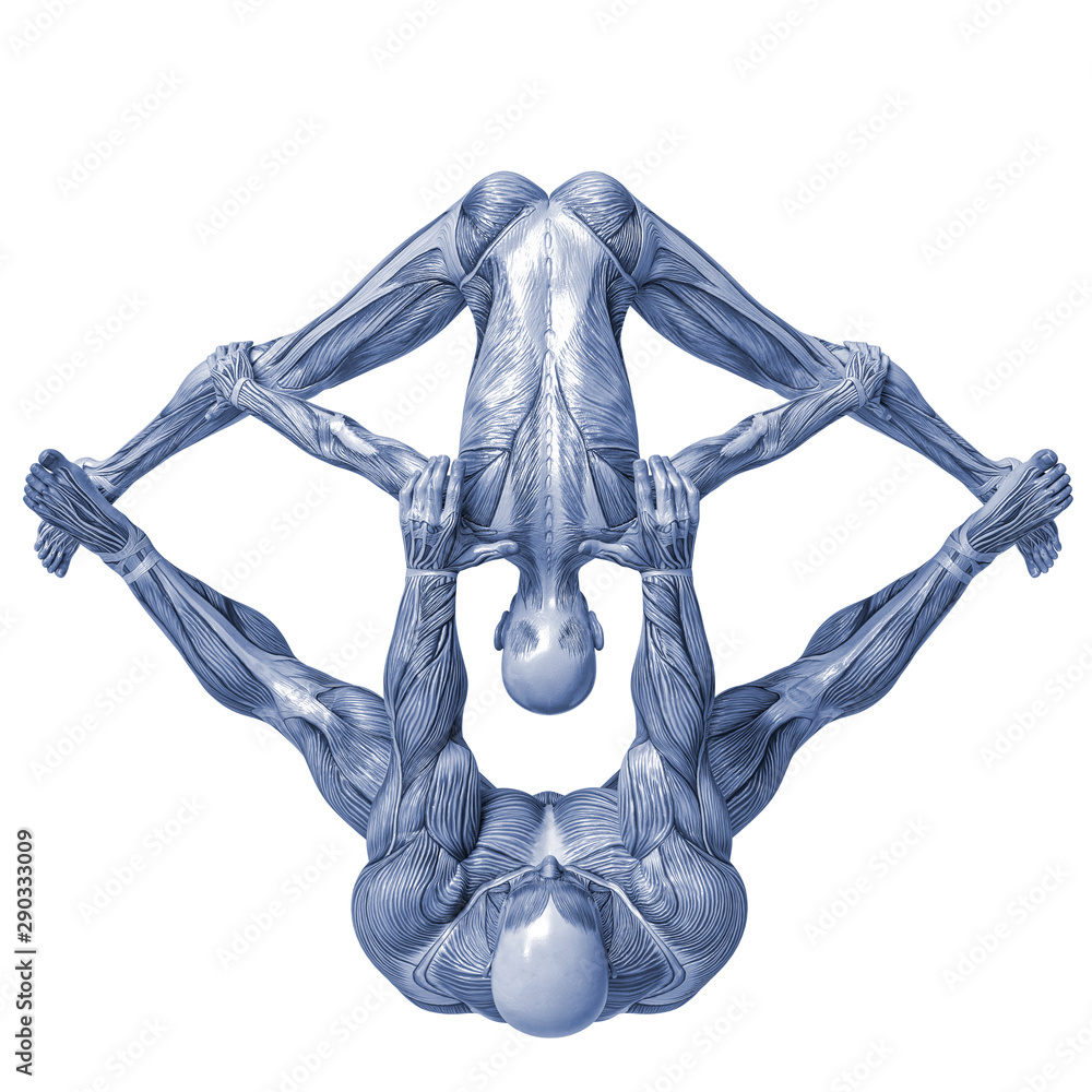 muscle couple man and woman yoga anatomy in an white background Stock ...