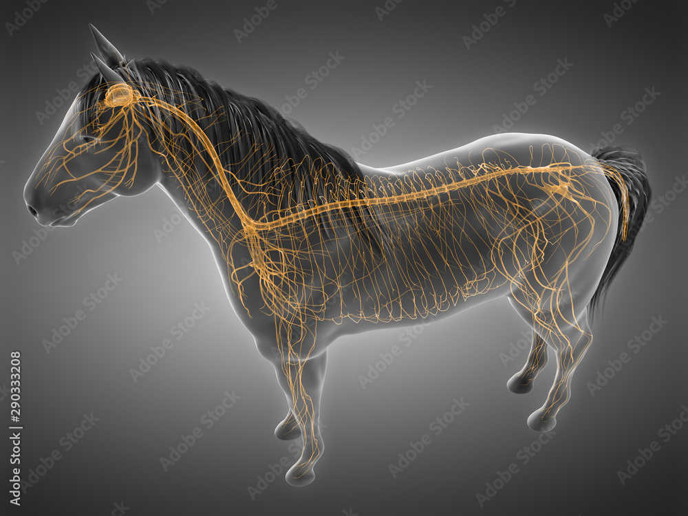 3d rendered anatomy of the equine anatomy - the nervous system Stock ...