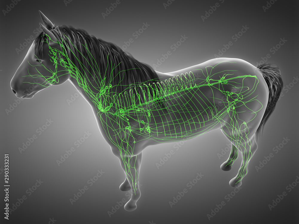 3d rendered anatomy of the equine anatomy - the lymphatic system Stock ...